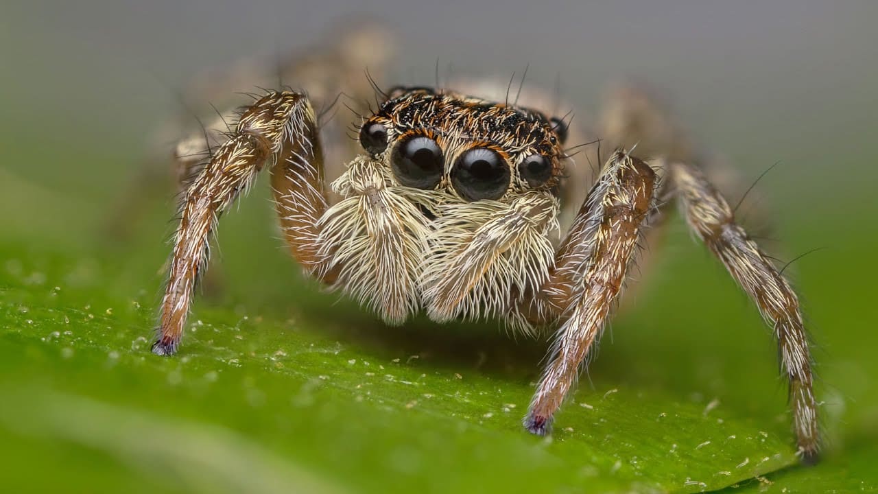 Science News - Jumping spiders may have cognitive ability only seen in ...